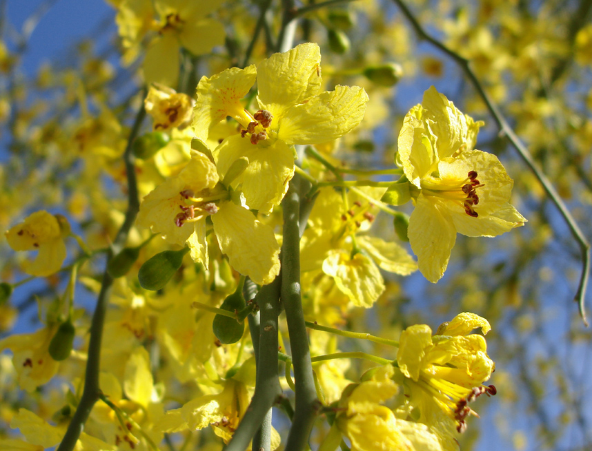 Outdoor Activities - Saguaro National Park (U.S. National Park Service)