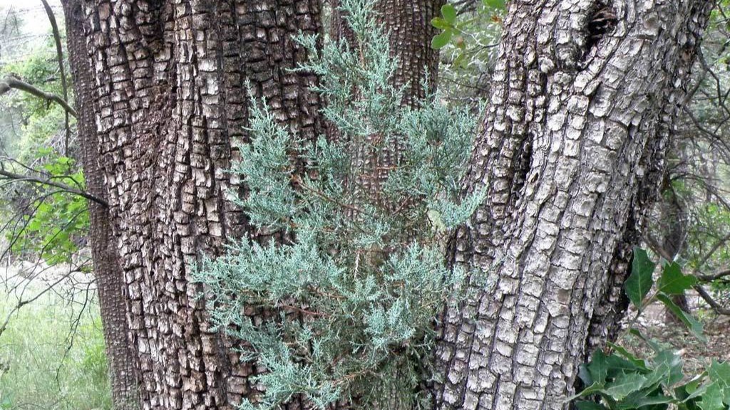 Trees and Shrubs - Saguaro National Park (U.S. National Park Service)