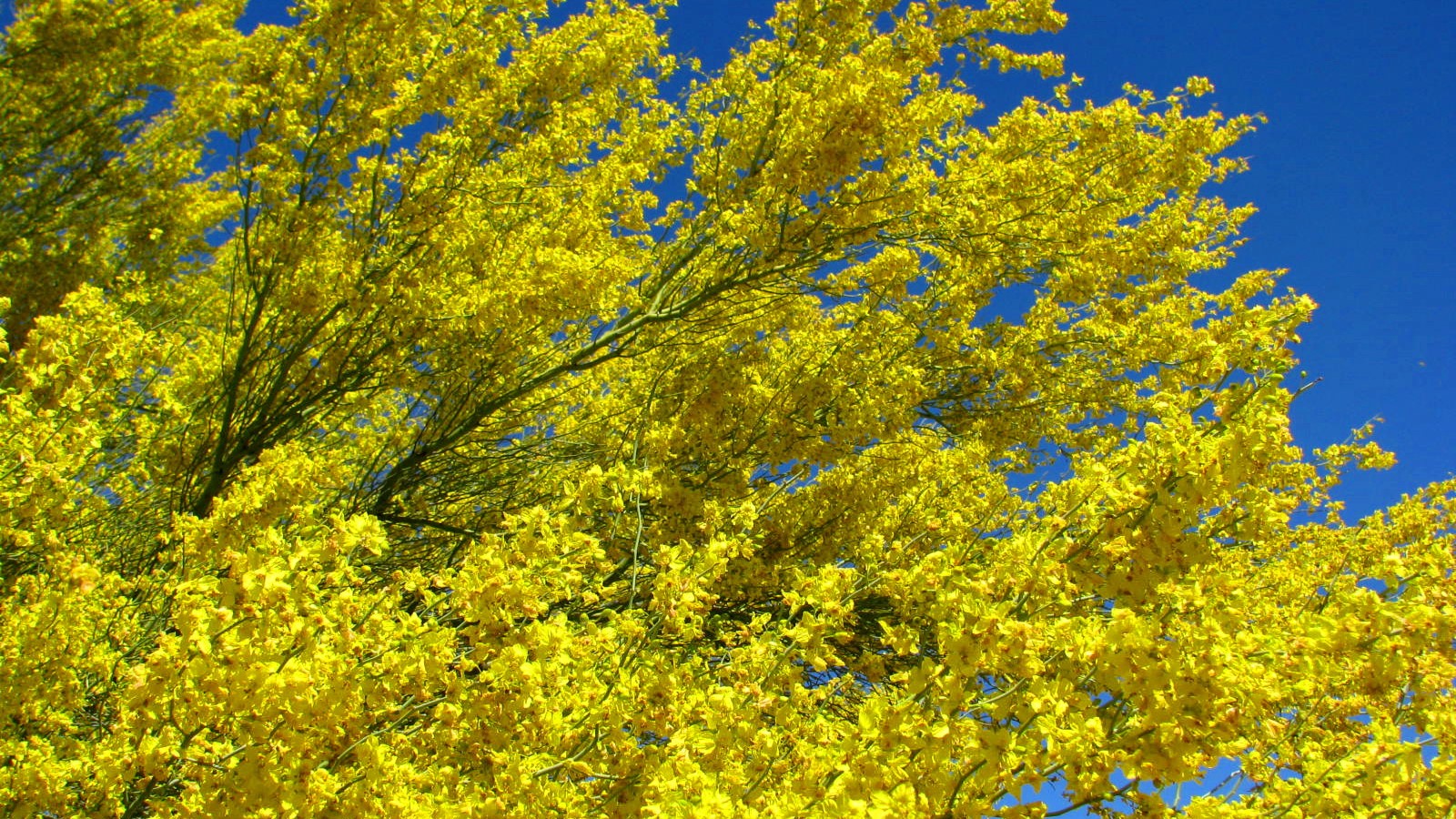 Trees and Shrubs - Saguaro National Park (U.S. National Park Service)