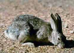 Rabbits of Saguaro National Park - Saguaro National Park (U.S. National ...