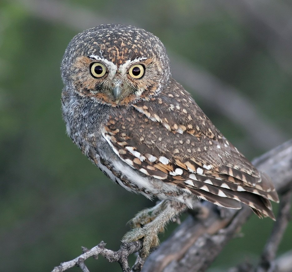 Elf Owl Hunting