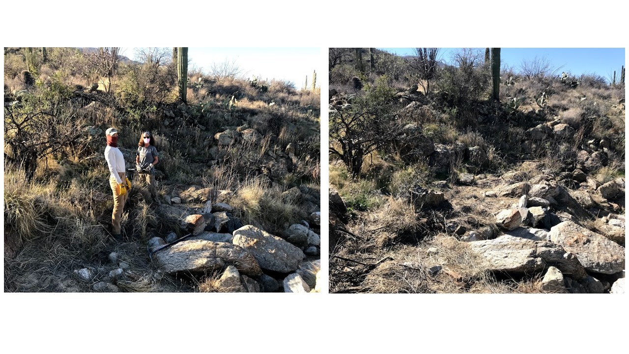 Fountain Grass Pull - March 6, 2021 - Saguaro National Park (U.S ...