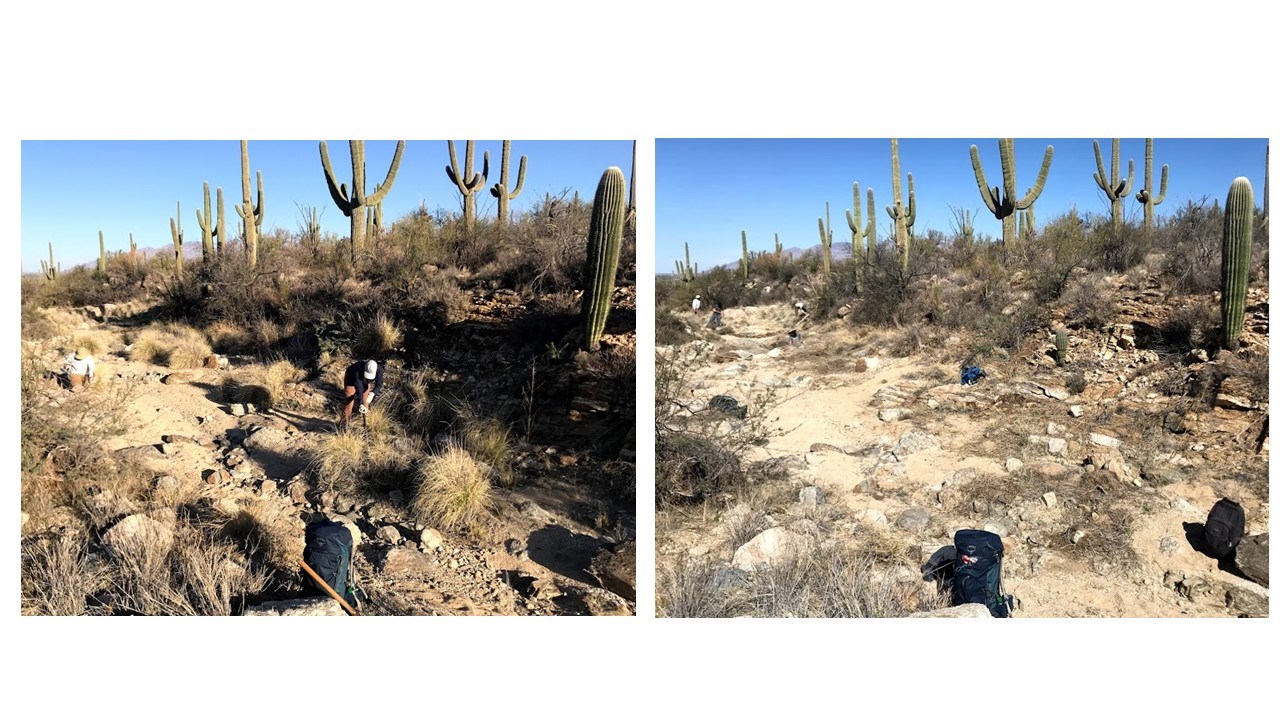 Fountain Grass Pull - March 6, 2021 - Saguaro National Park (U.S ...