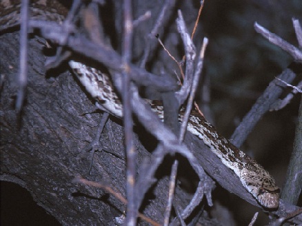 Snakes - Saguaro National Park (U.S. National Park Service)