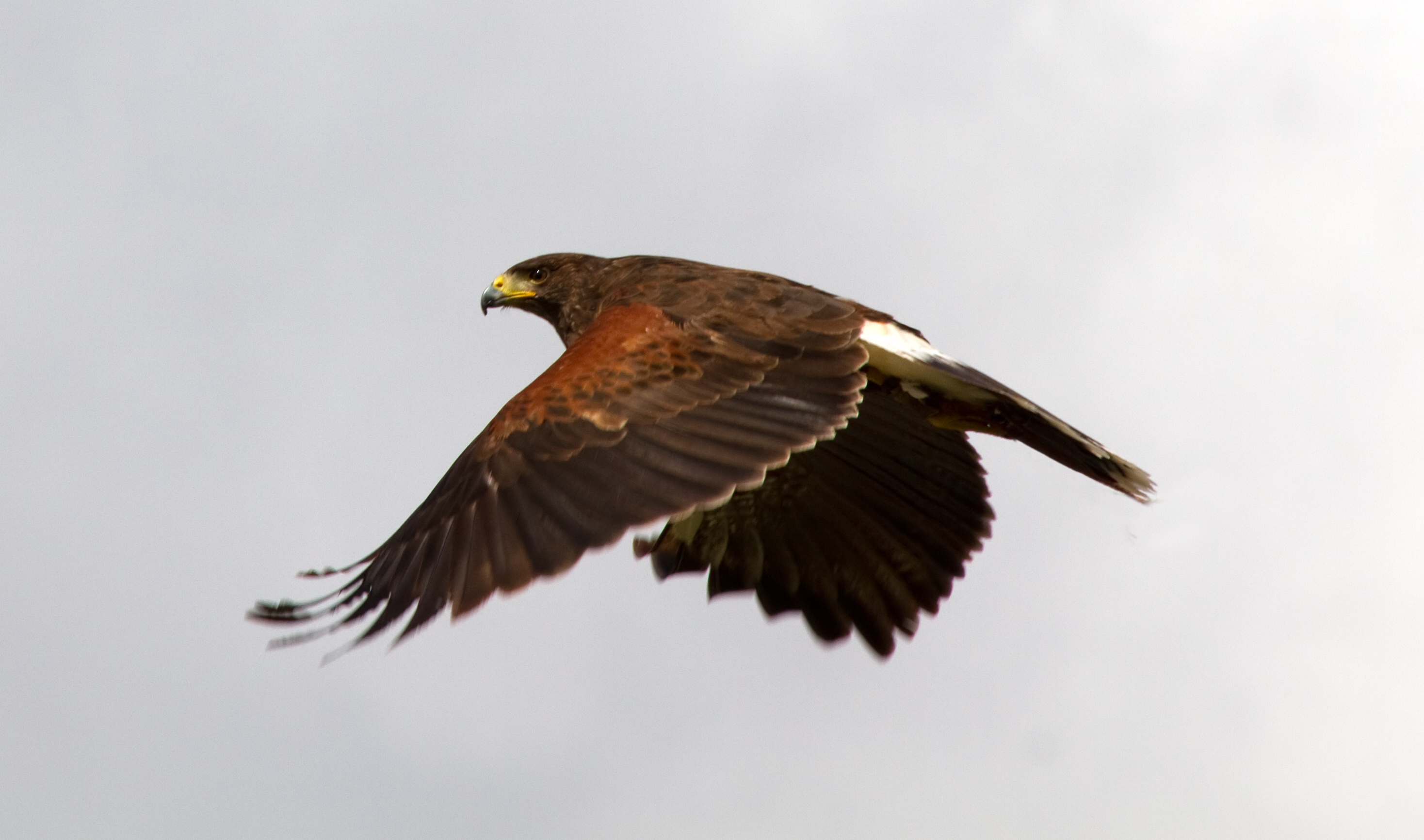 Birds - Saguaro National Park (U.S. National Park Service)