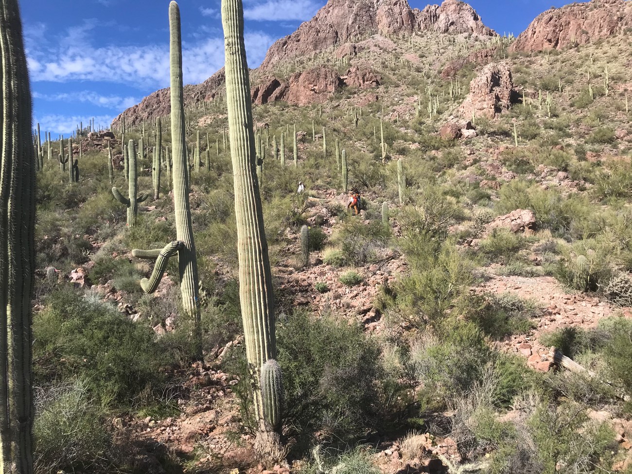 Adventure Science SC 2020 - Saguaro National Park (U.S. National Park ...