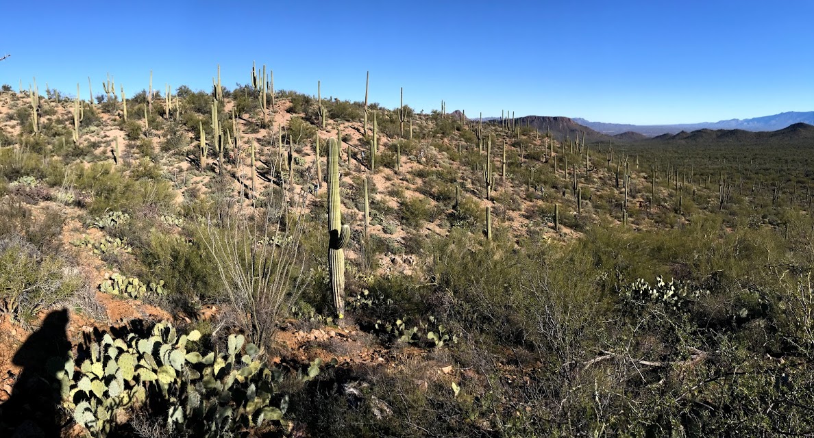 Adventure Scientists Plot 34 - Saguaro National Park (U.S. National ...