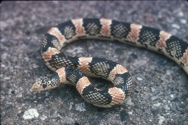 Snakes - Saguaro National Park (U.S. National Park Service)