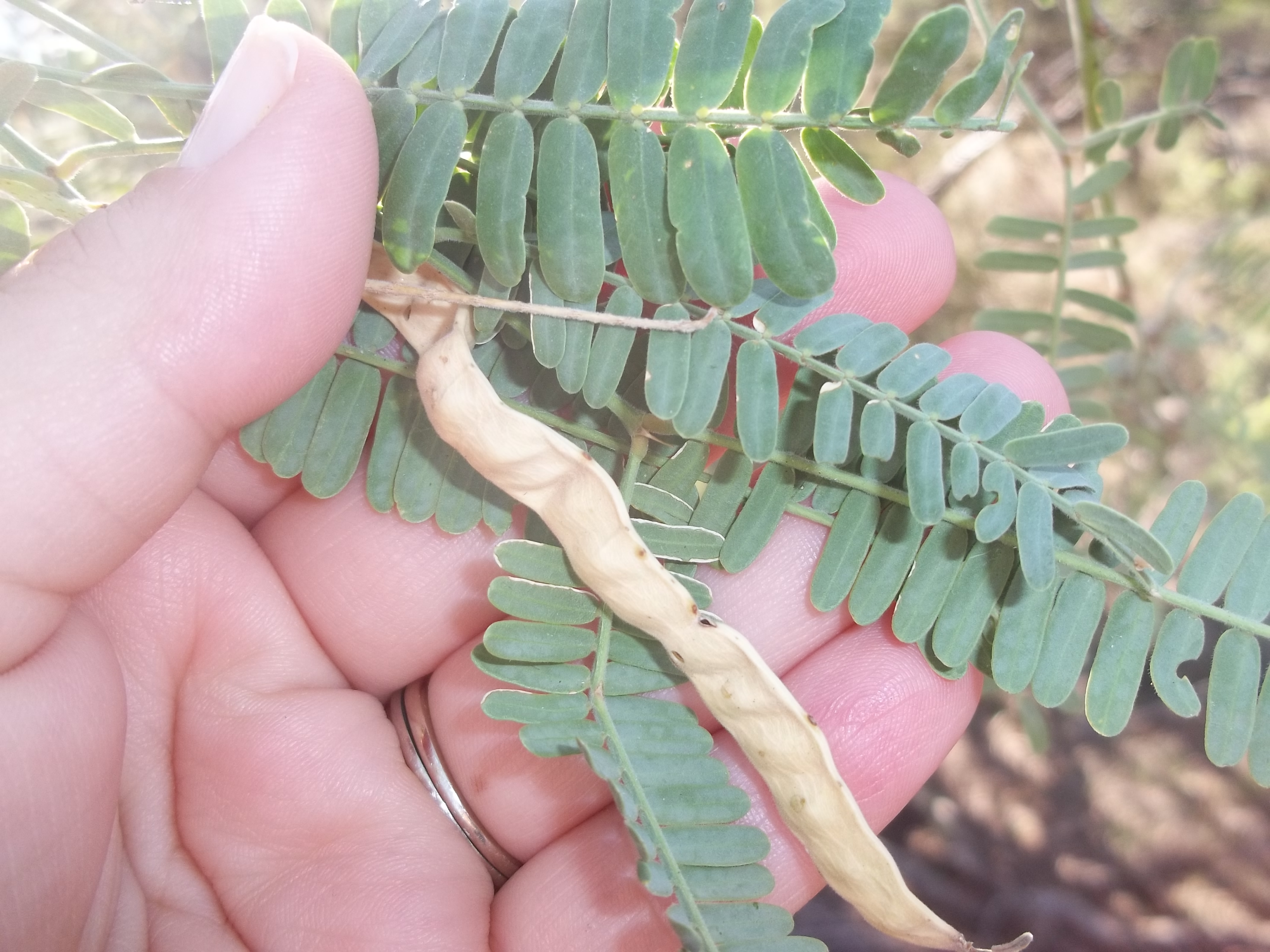 Mesquites - Saguaro National Park (U.S. National Park Service)