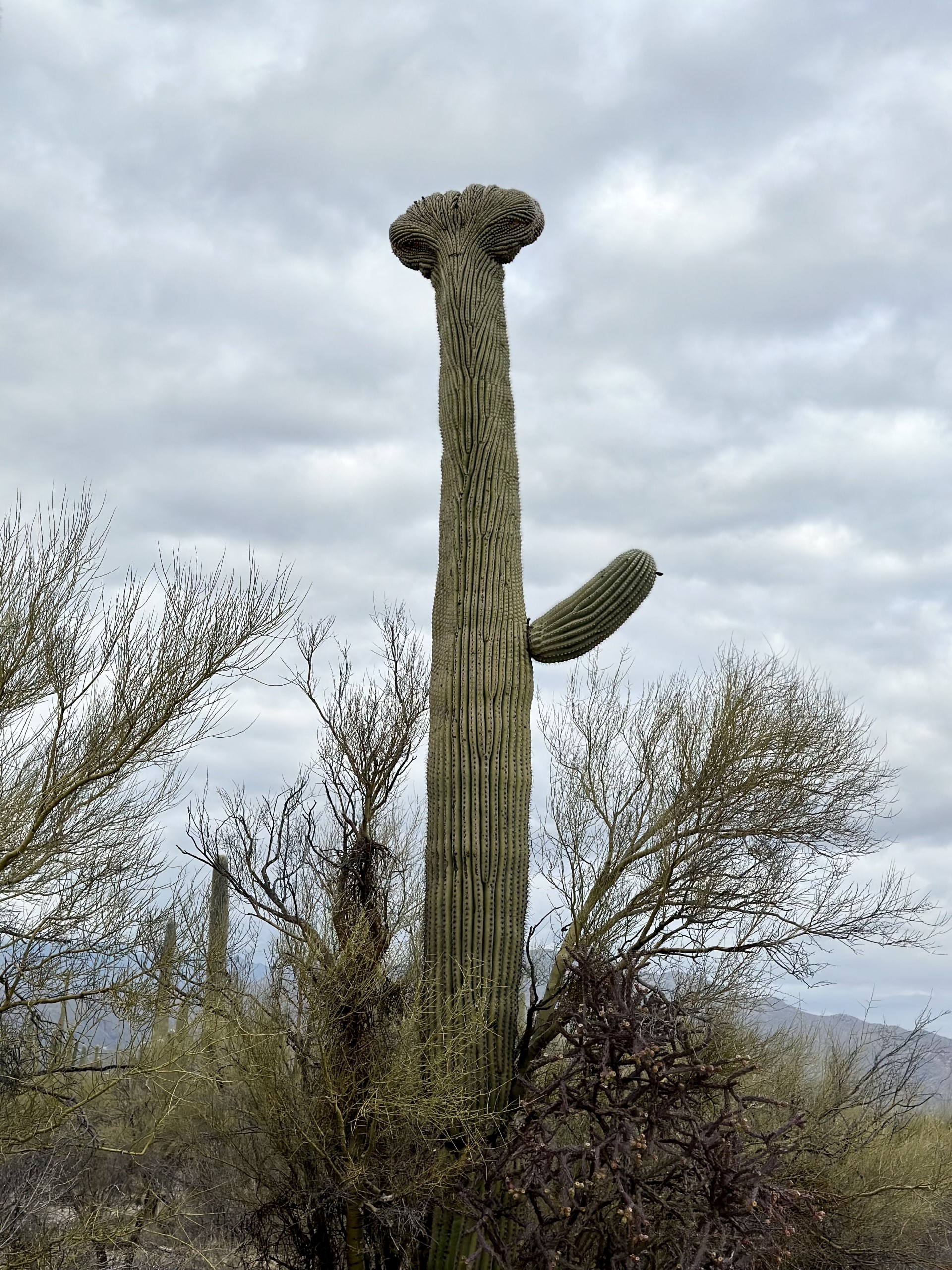 The Crested (Cristate) Saguaro - Saguaro National Park (U.S. National ...