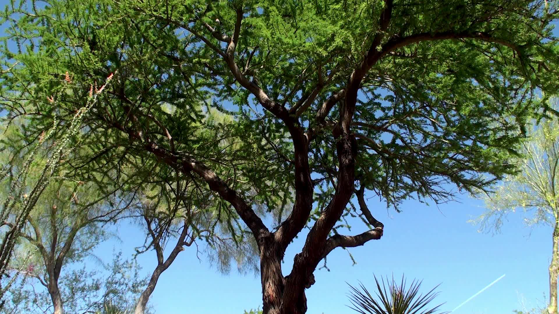 Trees and Shrubs - Saguaro National Park (U.S. National Park Service)
