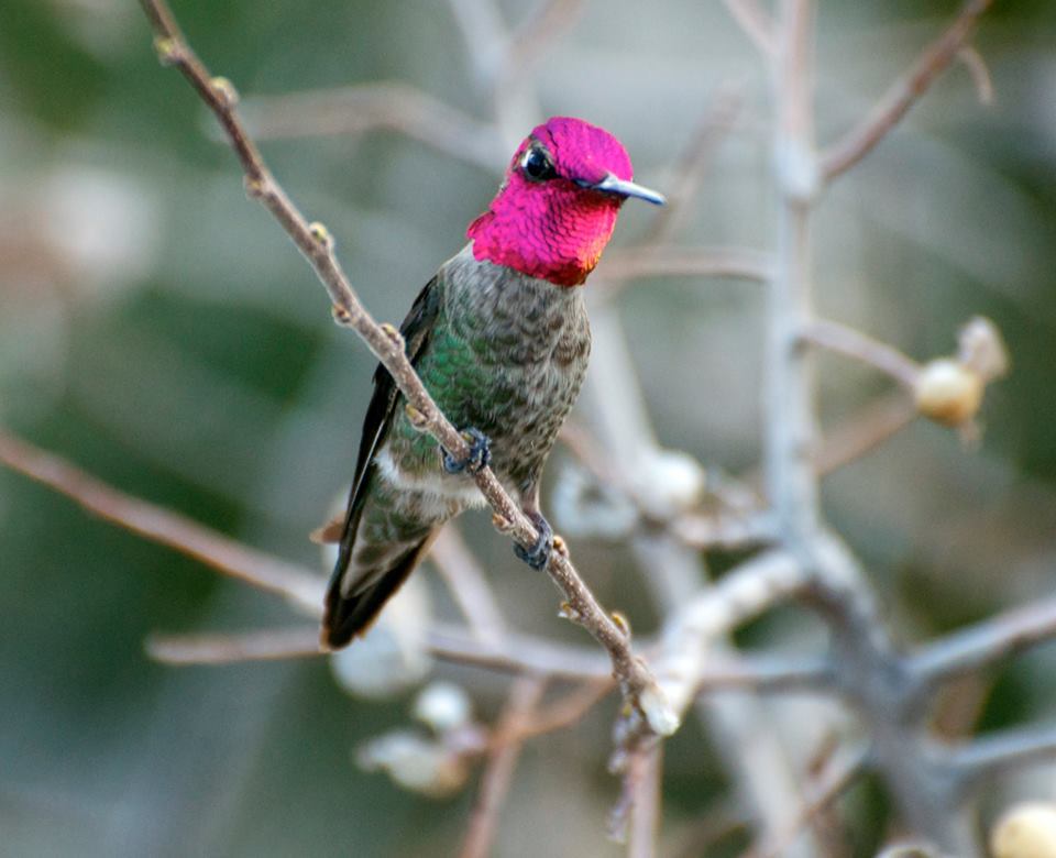Birds - Saguaro National Park (U.S. National Park Service)