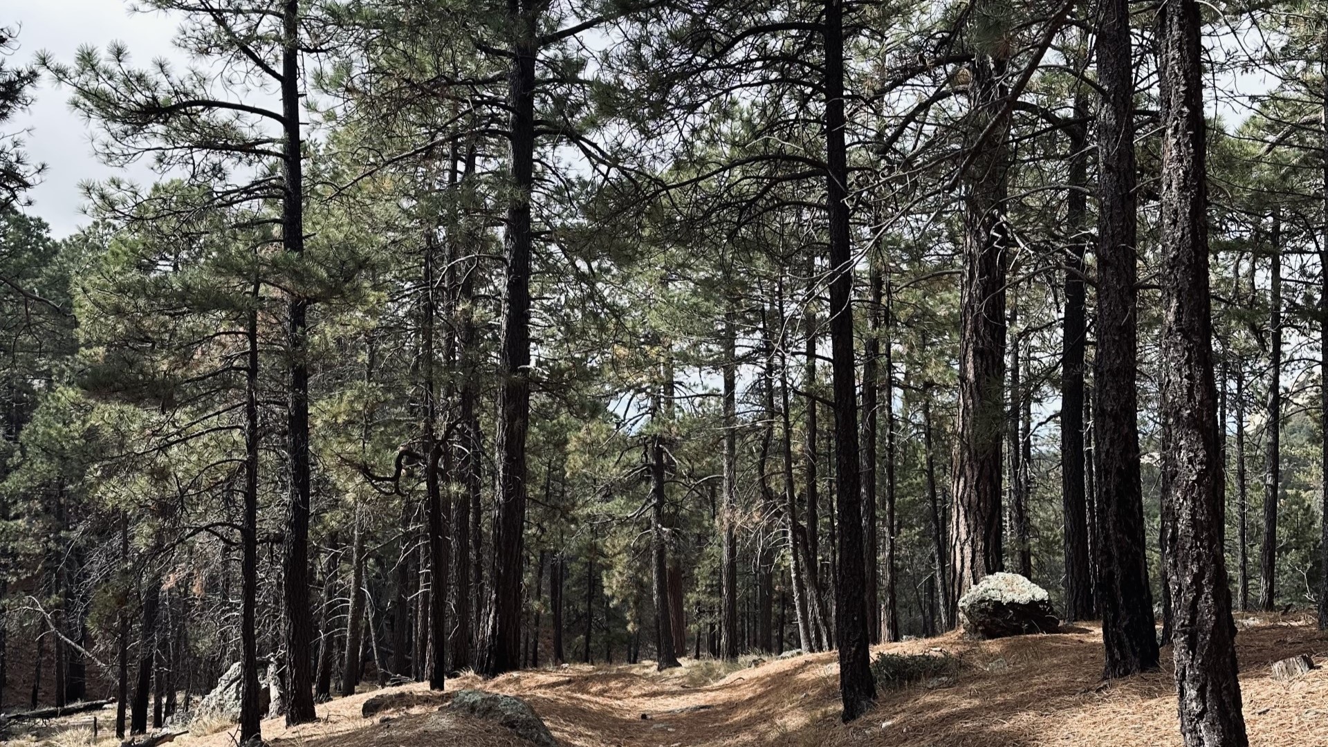 Trees and Shrubs - Saguaro National Park (U.S. National Park Service)