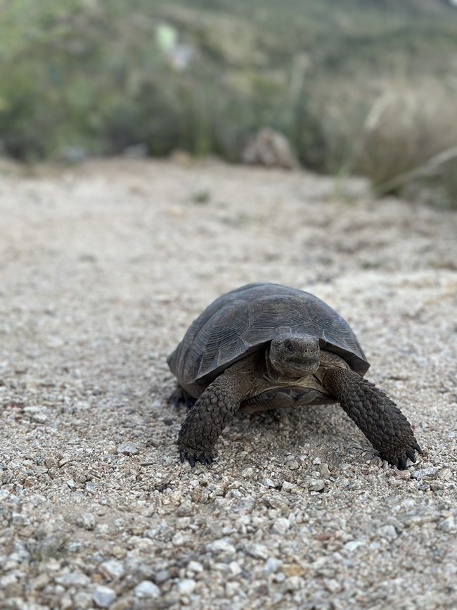 Turtles and Tortoises - Saguaro National Park (U.S. National Park Service)