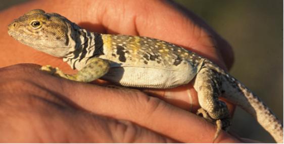 Lizards - Saguaro National Park (U.S. National Park Service)