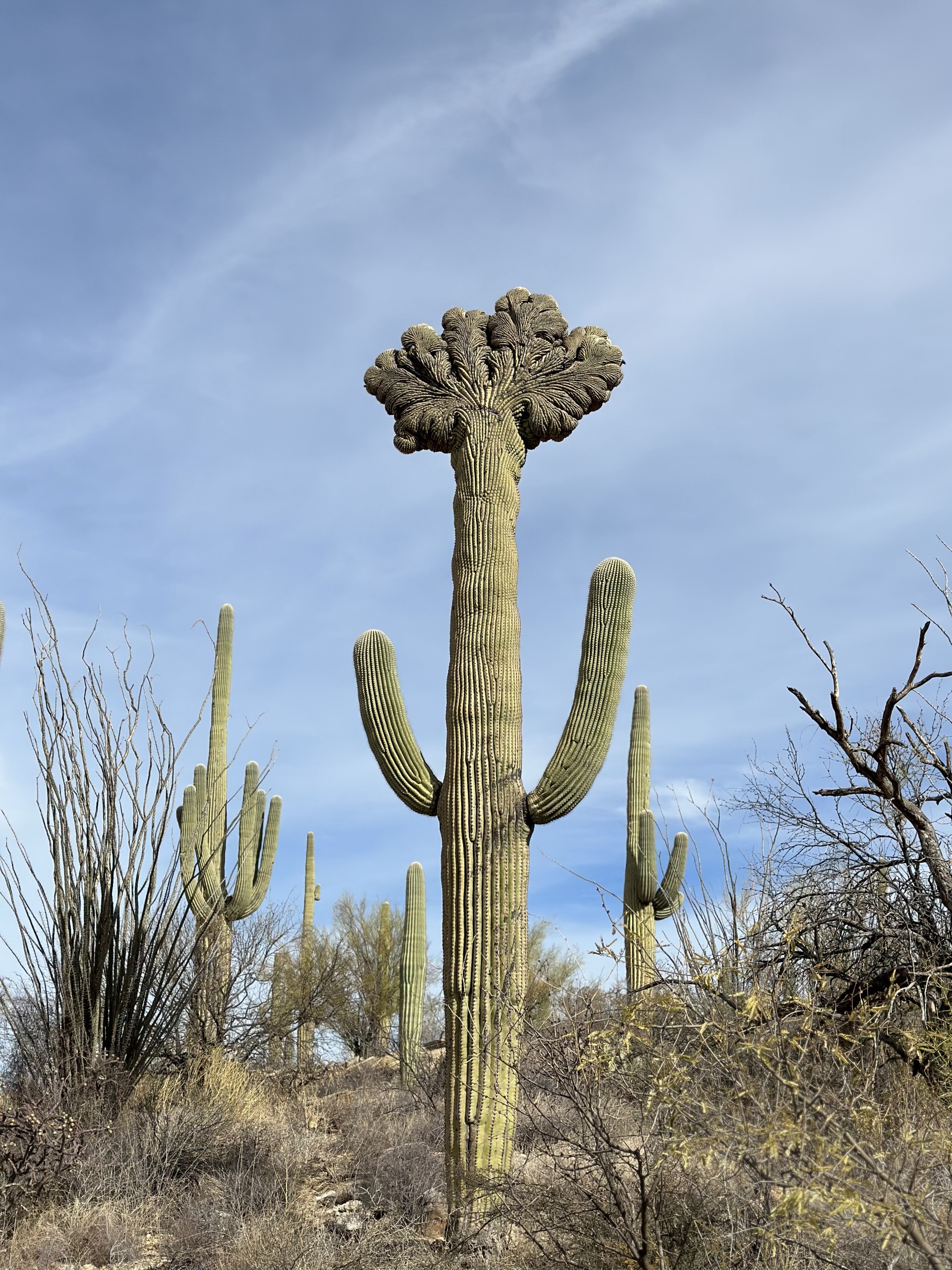 Saguaro Kaktus Omriss