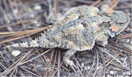 Lizards - Saguaro National Park (U.S. National Park Service)