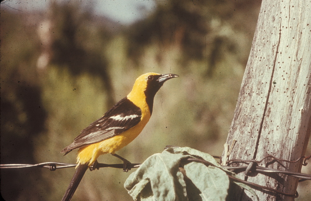 Neotropical Migratory Birds - Saguaro National Park (U.S. National Park ...
