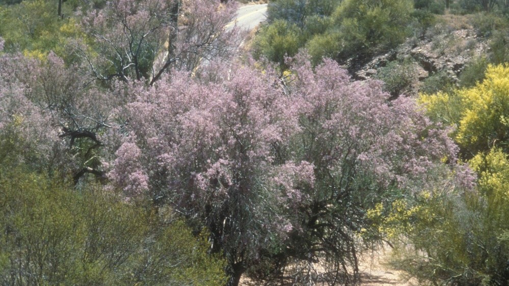 Trees and Shrubs - Saguaro National Park (U.S. National Park Service)