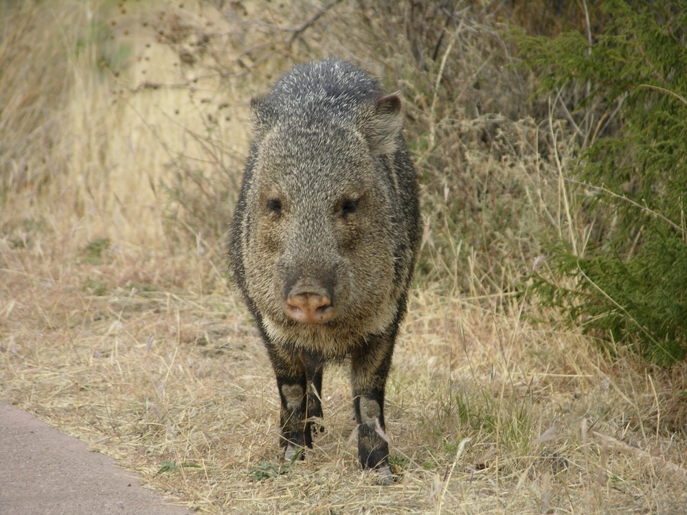 Scary Pigs In Arizona