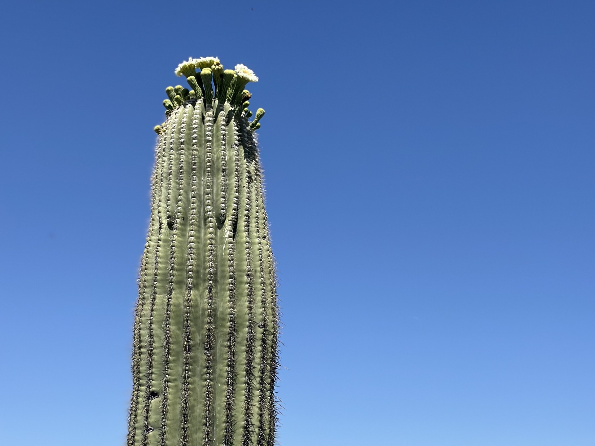 Saguaro Growth - Saguaro National Park (U.S. National Park Service)