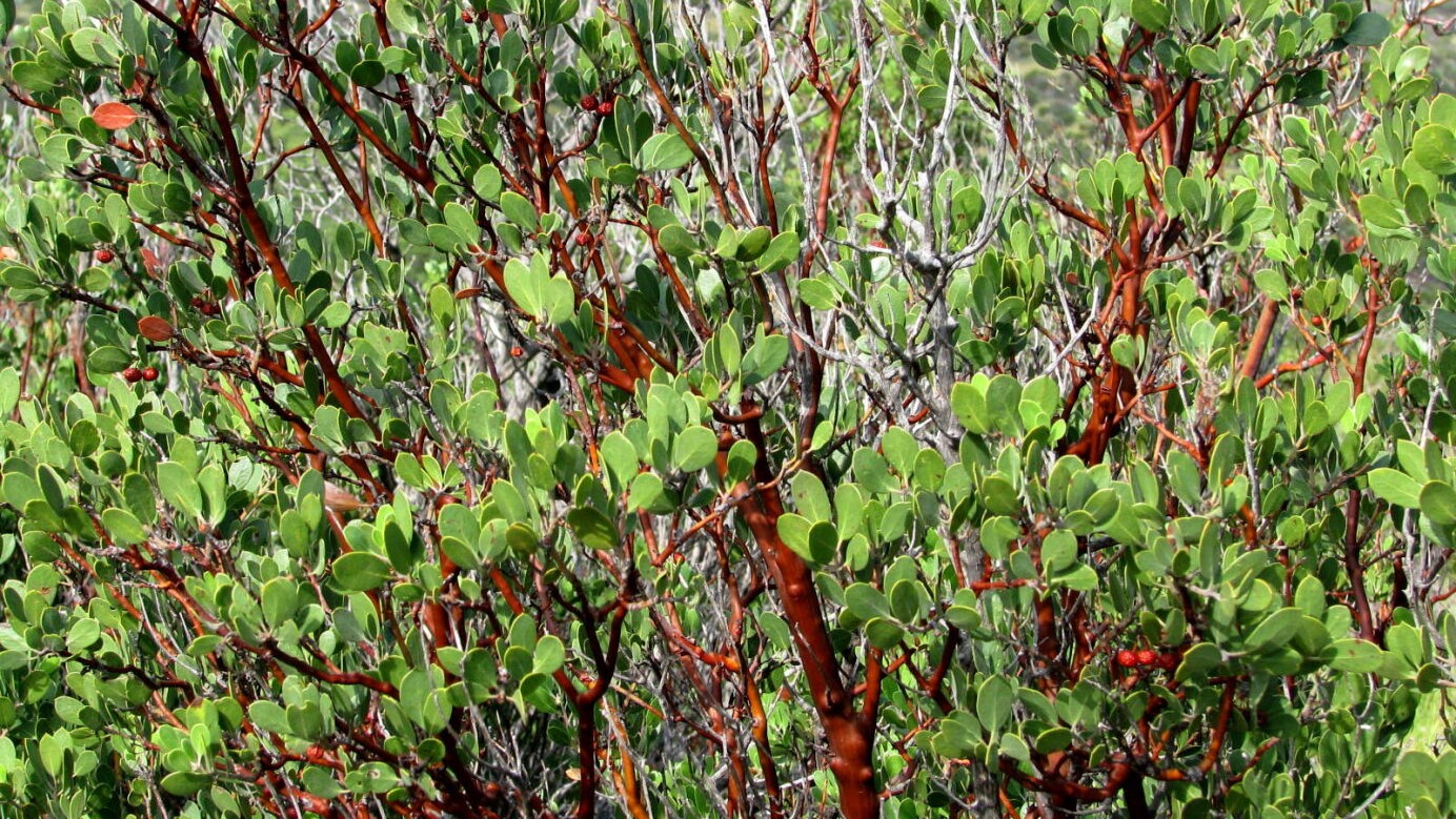 Trees and Shrubs - Saguaro National Park (U.S. National Park Service)