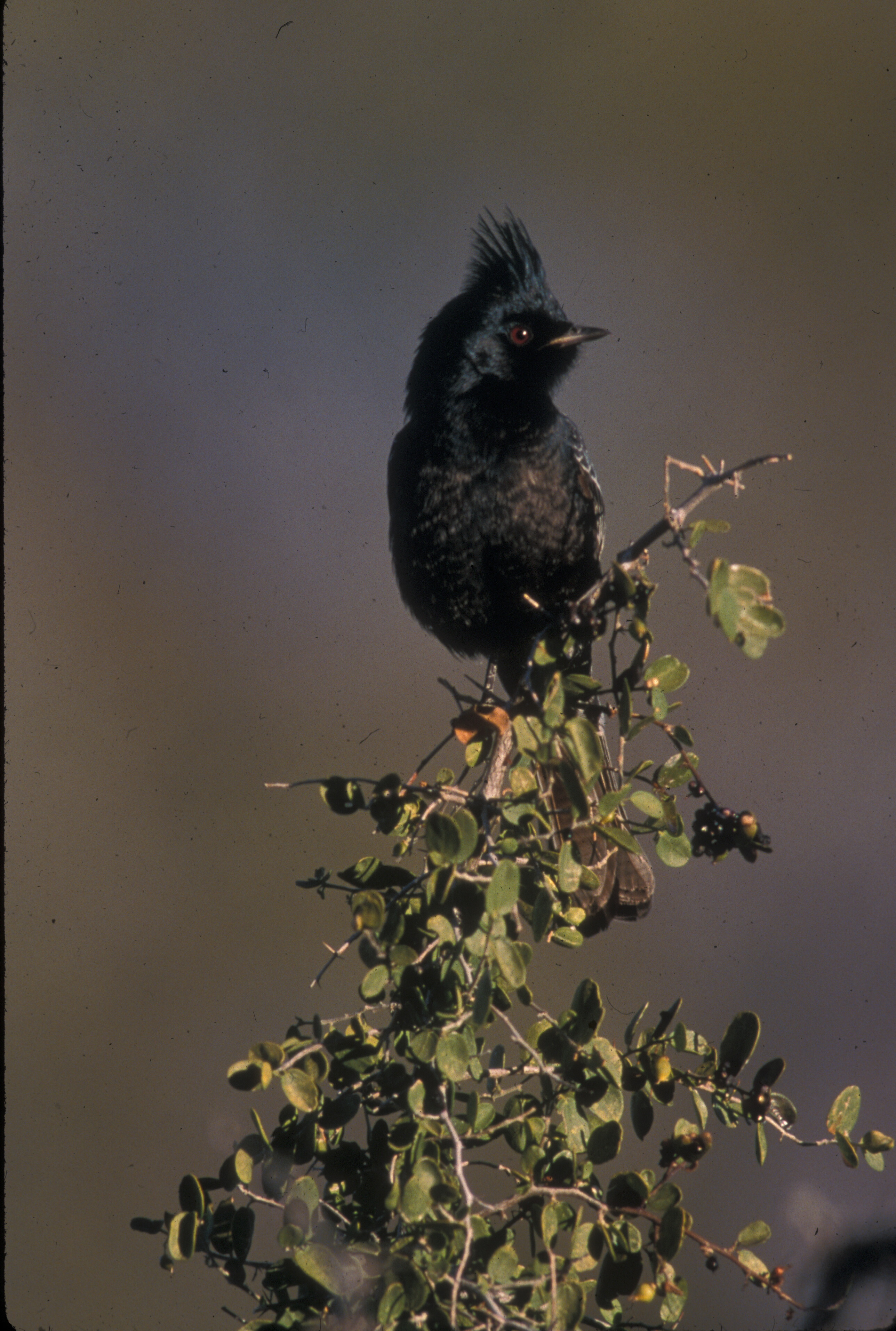 Birds - Saguaro National Park (U.S. National Park Service)