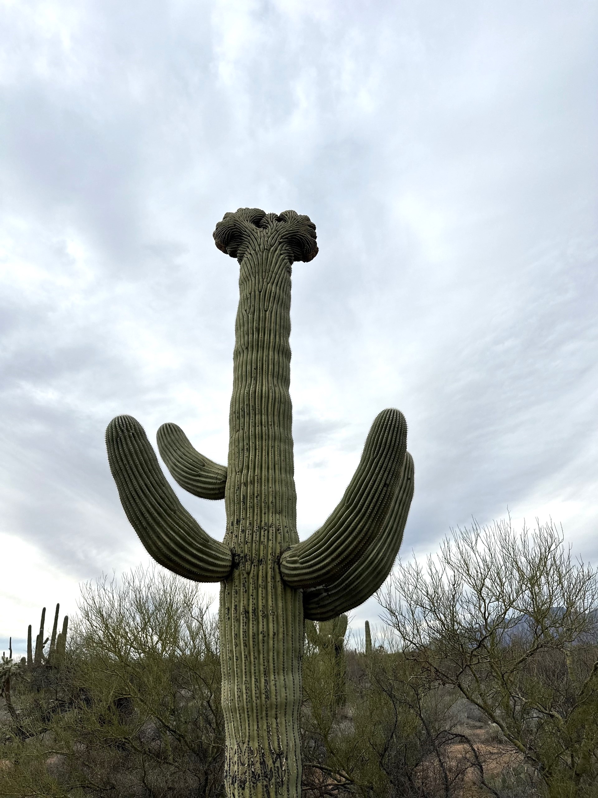 The Crested (Cristate) Saguaro - Saguaro National Park (U.S. National ...