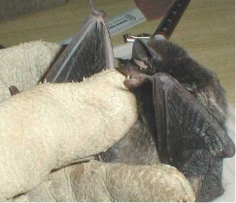 Bats - Saguaro National Park (U.S. National Park Service)