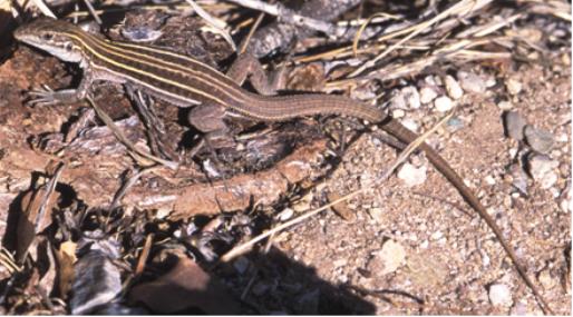 Lizards - Saguaro National Park (U.S. National Park Service)