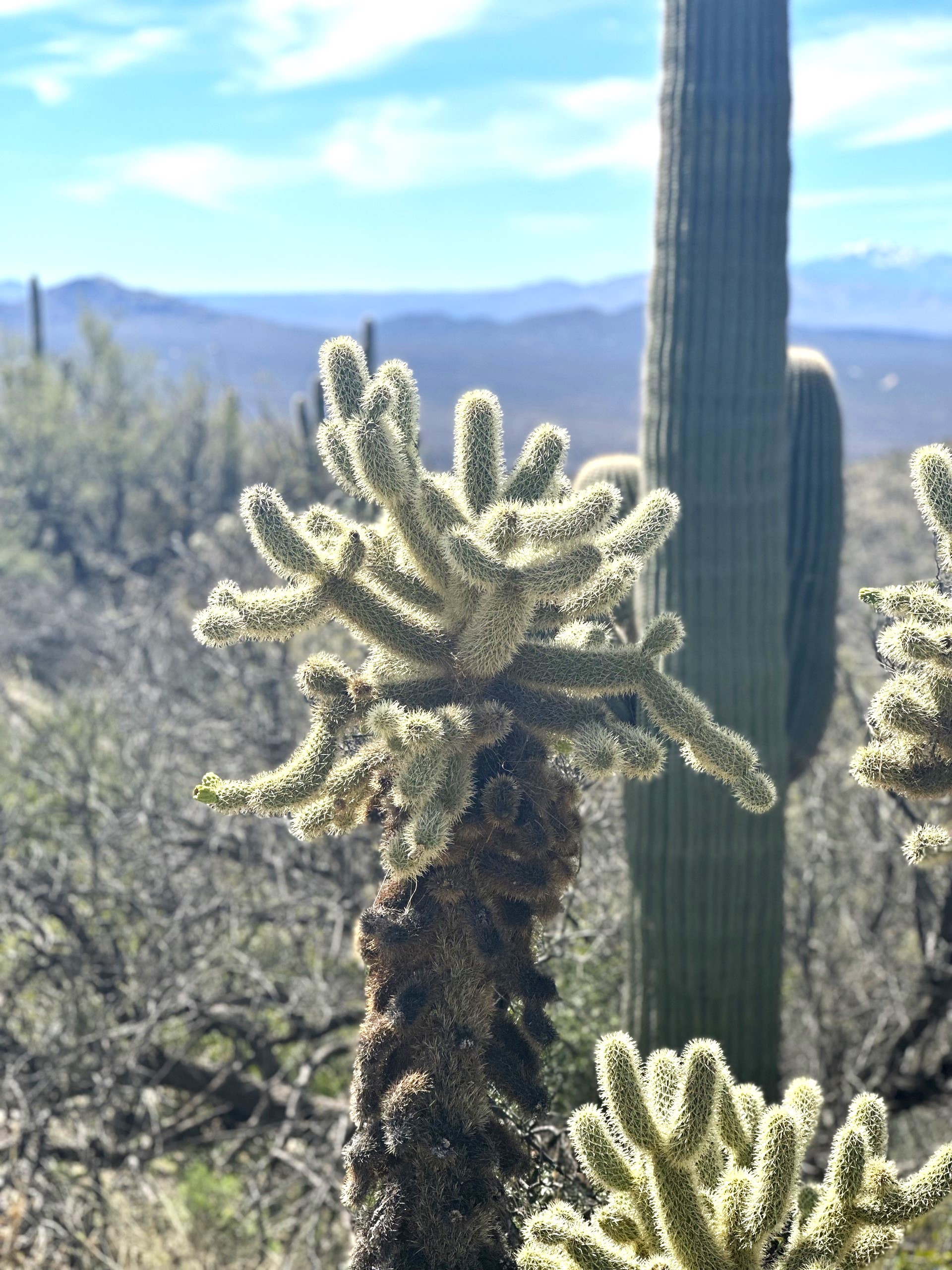 Arizona Cactus Identification Saguaro Wikipedia