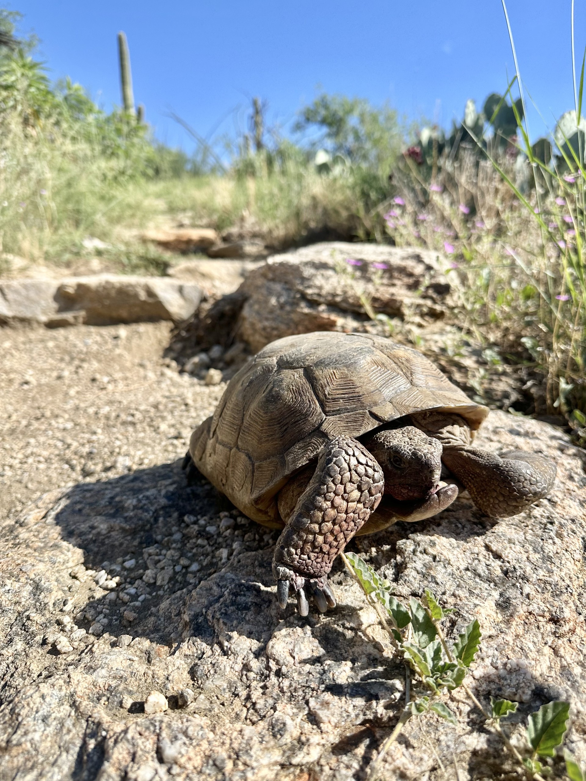 Turtles and Tortoises - Saguaro National Park (U.S. National Park Service)