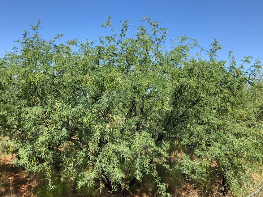 Trees and Shrubs - Saguaro National Park (U.S. National Park Service)