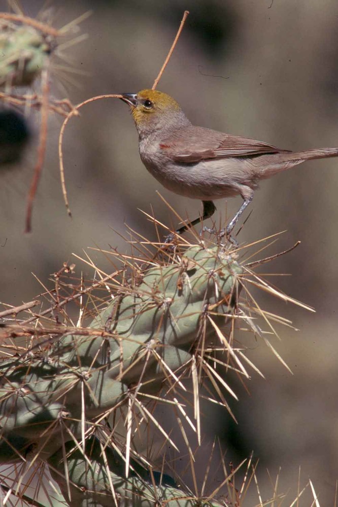 Birds - Saguaro National Park (U.S. National Park Service)