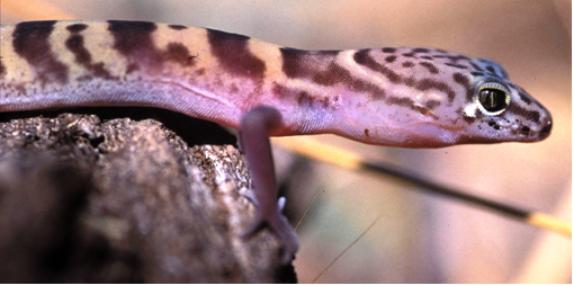 Lizards - Saguaro National Park (U.S. National Park Service)