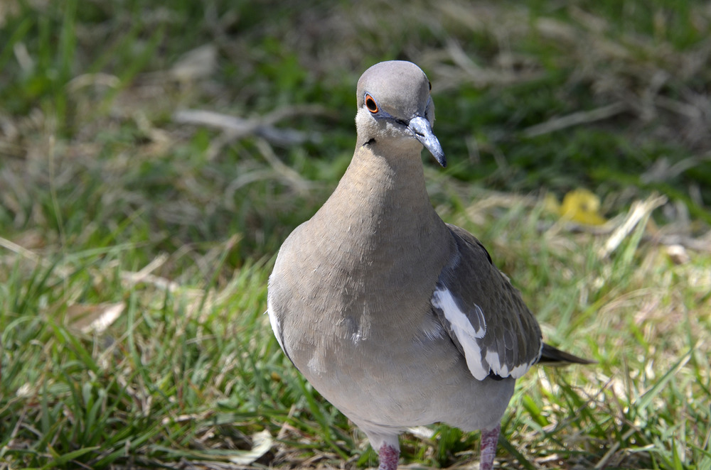 Neotropical Migratory Birds - Saguaro National Park (U.S. National Park ...