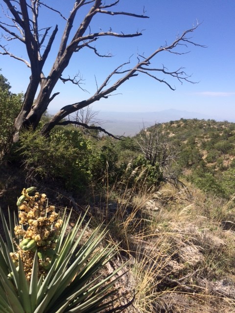 Outdoor Activities - Saguaro National Park (U.S. National Park Service)