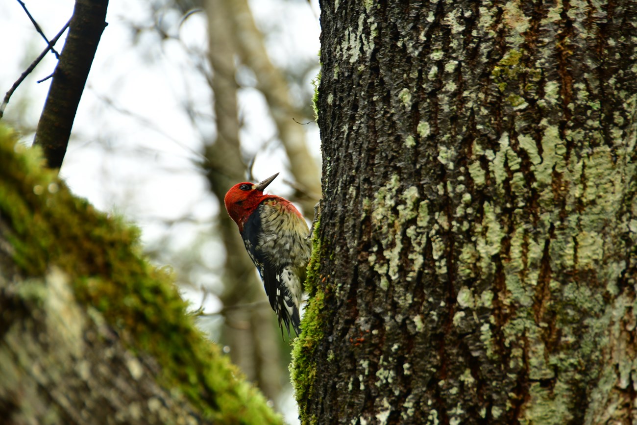 Soundscape / Noise - San Juan Island National Historical Park (U.S ...