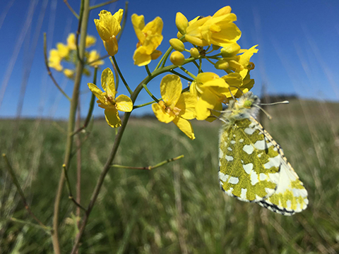 Island Marble Butterfly - San Juan Island National Historical Park (U.S ...