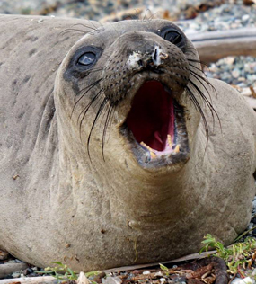 Northern Elephant Seal - San Juan Island National Historical Park (U.S ...