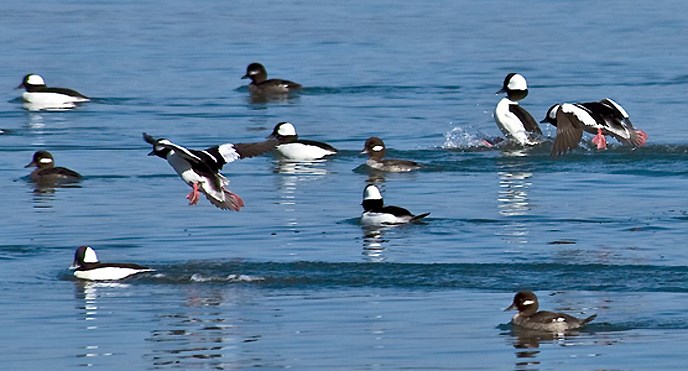 Bufflehead duck - San Juan Island National Historical Park (U.S ...