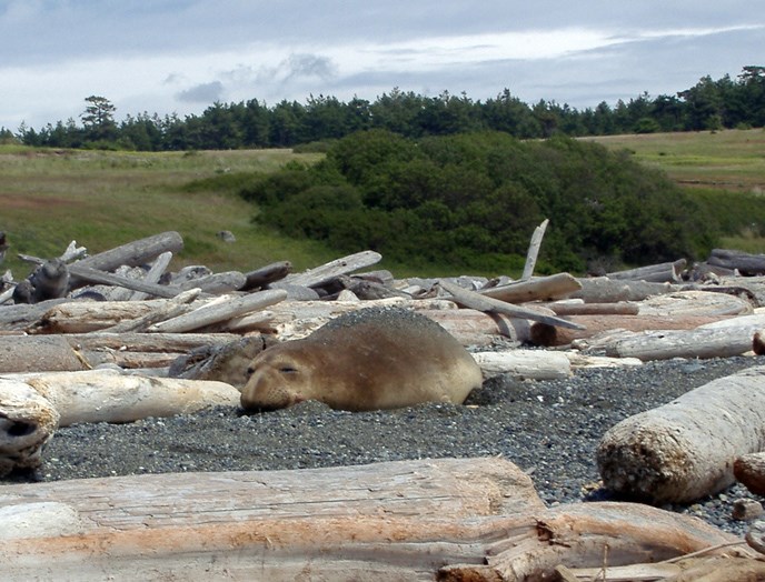 Northern Elephant Seal - San Juan Island National Historical Park (U.S ...