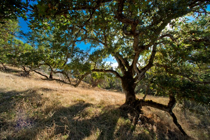 Garry Oak - San Juan Island National Historical Park (U.S. National ...