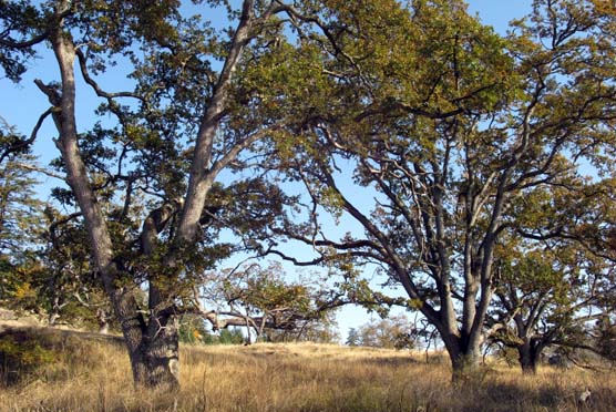 Garry Oak - San Juan Island National Historical Park (U.S. National ...