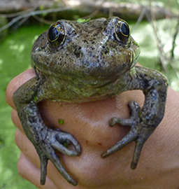 California Red-Legged Frogs - Santa Monica Mountains National ...
