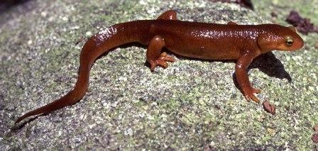 California Newt - Santa Monica Mountains National Recreation Area (U.S ...