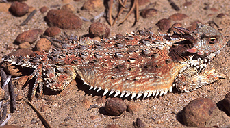 Blainville's Horned Lizard - Santa Monica Mountains National Recreation ...