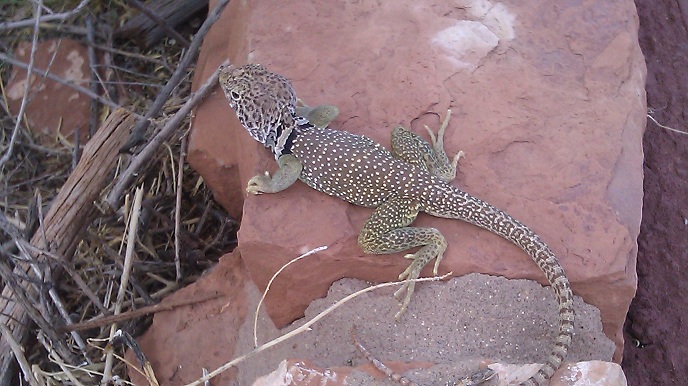 Reptiles - Salinas Pueblo Missions National Monument (U.S. National ...
