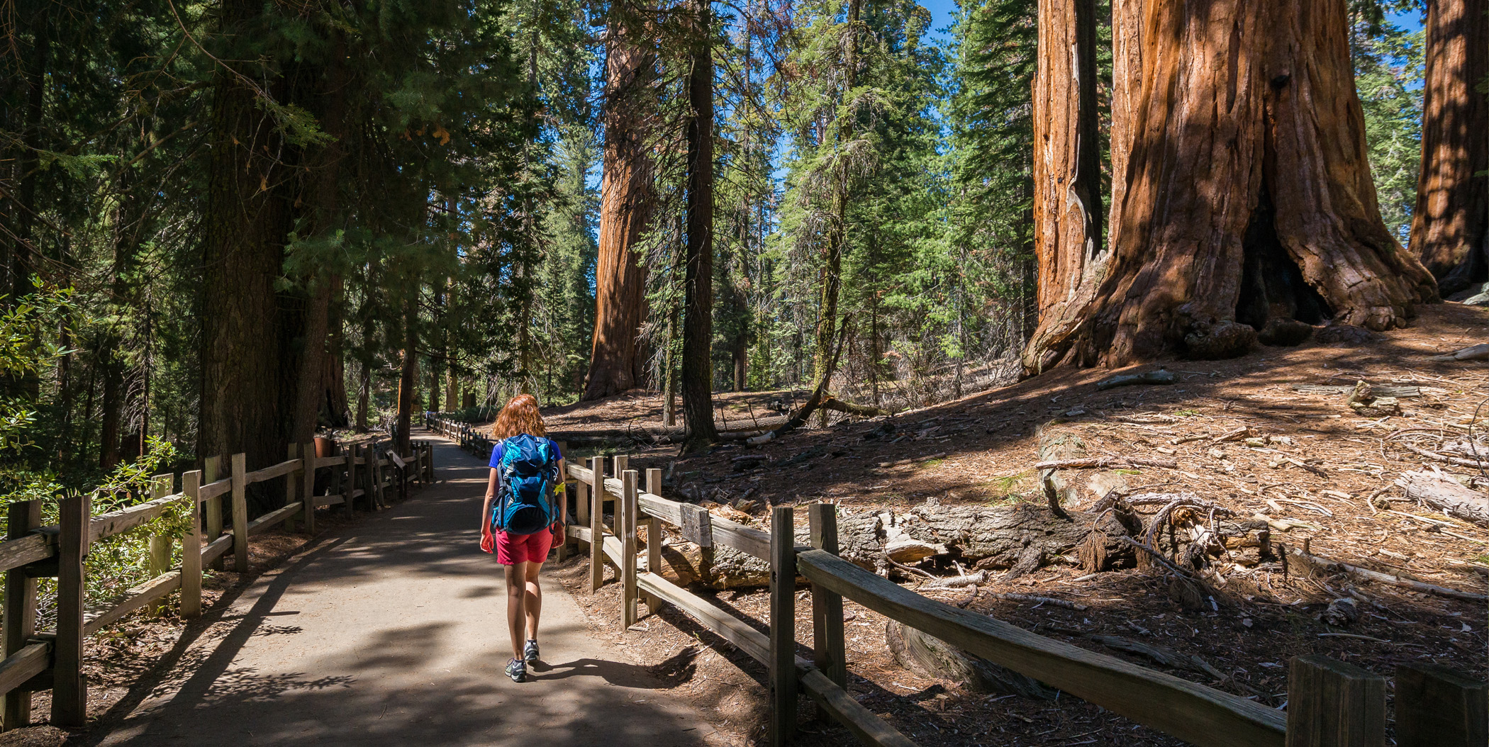 Grant Grove - Sequoia & Kings Canyon National Parks (U.S. National Park ...