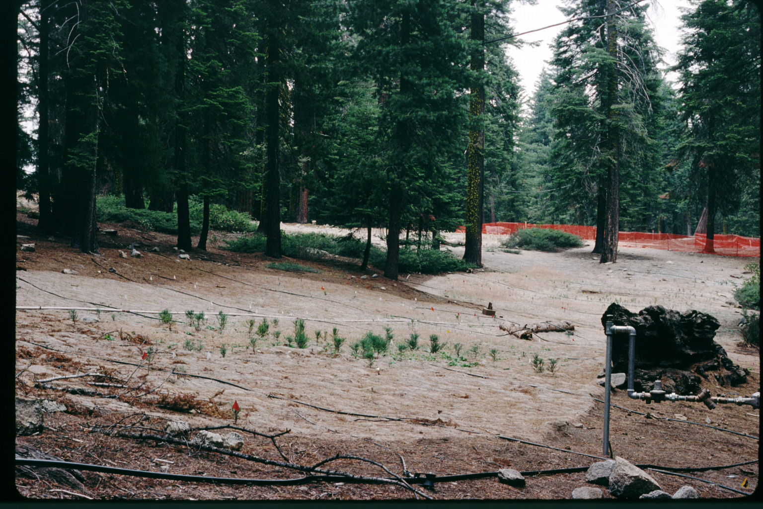 Restoring Vegetation - Sequoia & Kings Canyon National Parks (U.S ...